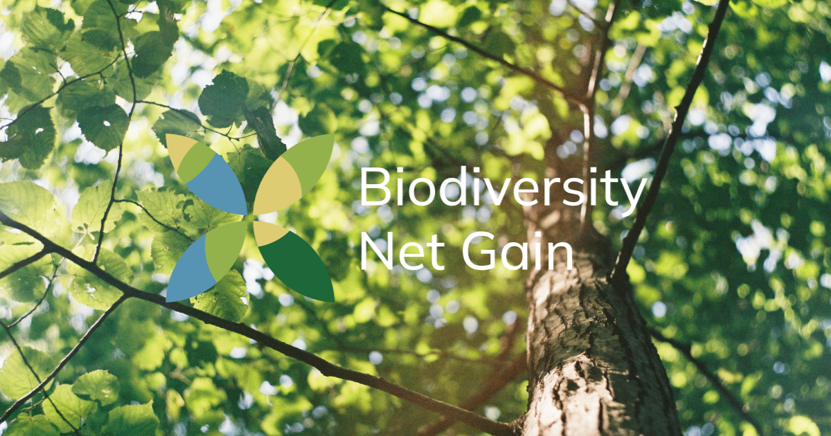 Biodiversity Net Gain BNG | What we do